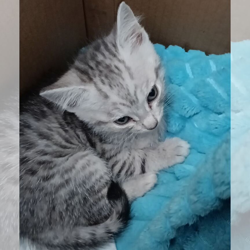 Шотландский прямоухий короткошёрстный котёнок