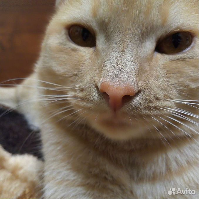 Котик золотой британский