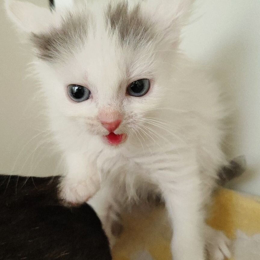 Котенок девочка ищет дом