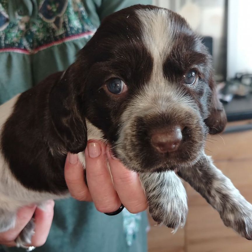 Русский охотничий спаниель, щенок