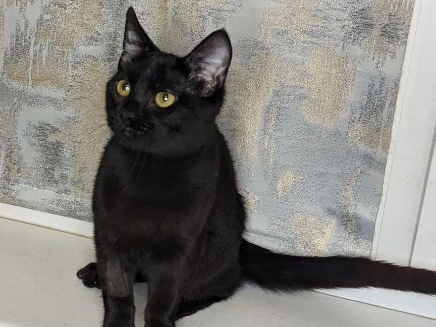Котик ищет дом