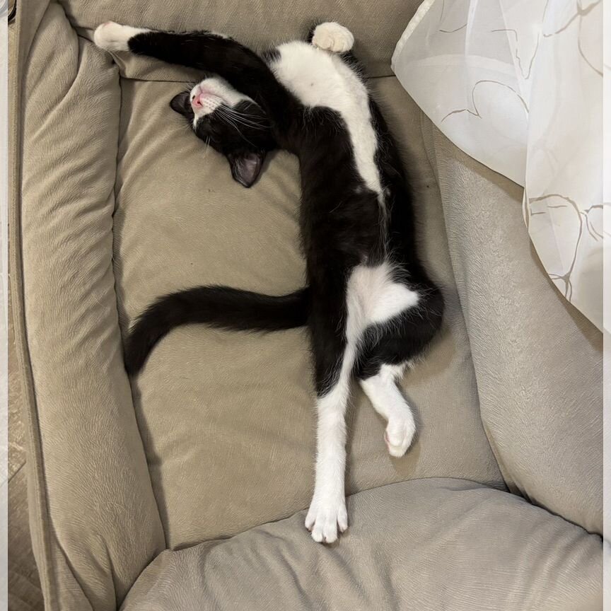 Котёнок в добрые руки