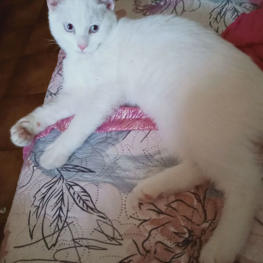 Ласкуша в добрые руки,домашняя