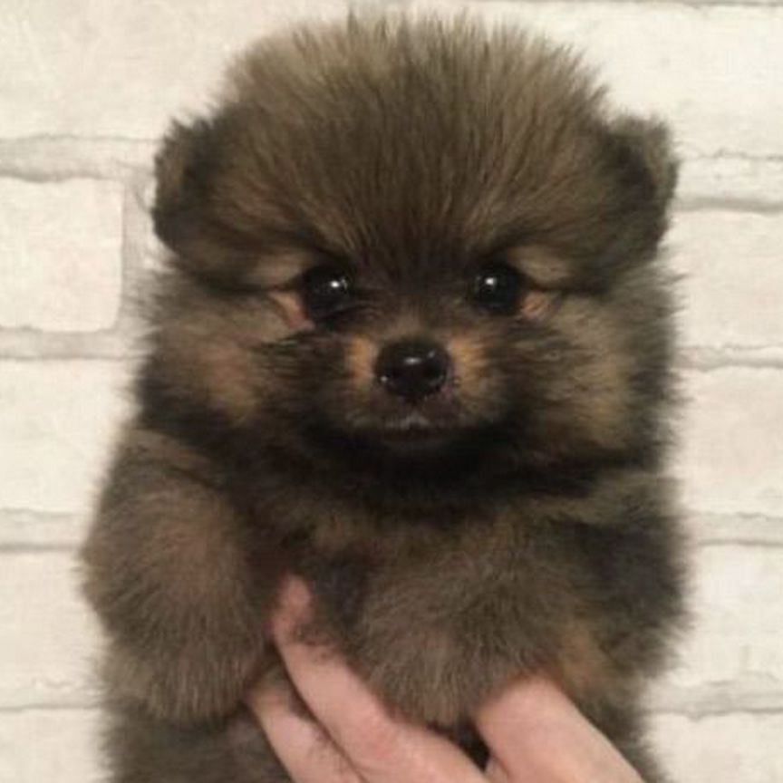 Померанский шпиц