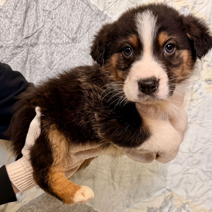 Щенок в добрые руки