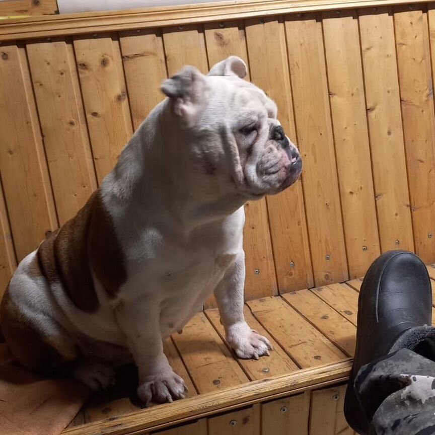 Собака в добрые руки отдам бесплатно