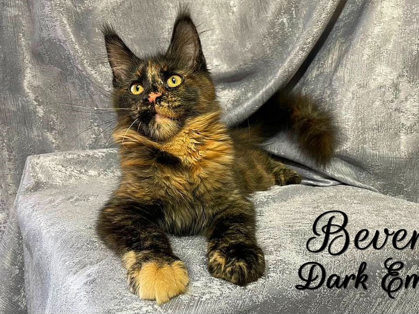 Котята мейн-кун