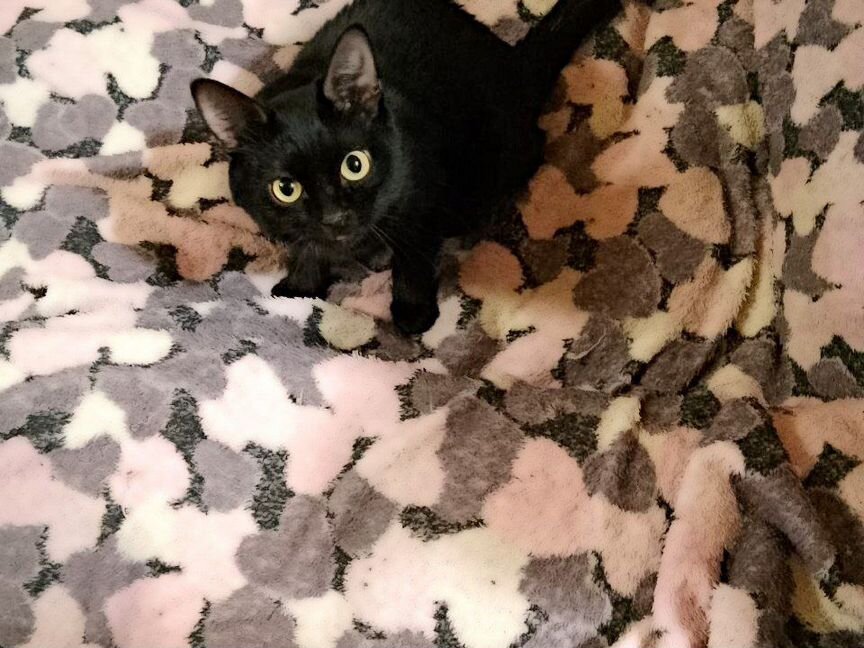 Котик около года, ищет дом