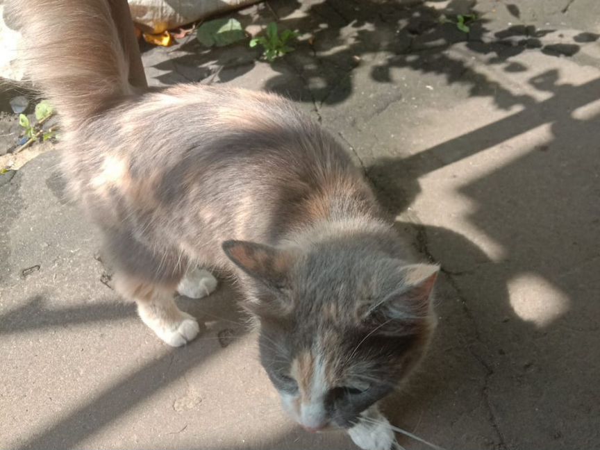 Кошка