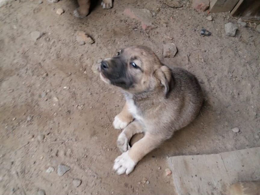 Отдам бесплатно