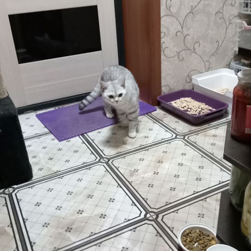 Шотландский прямоухий короткошёрстный кот, взрослый