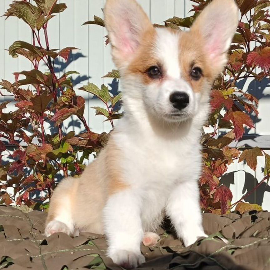 Вельш-корги пемброк девочки 1.07.24