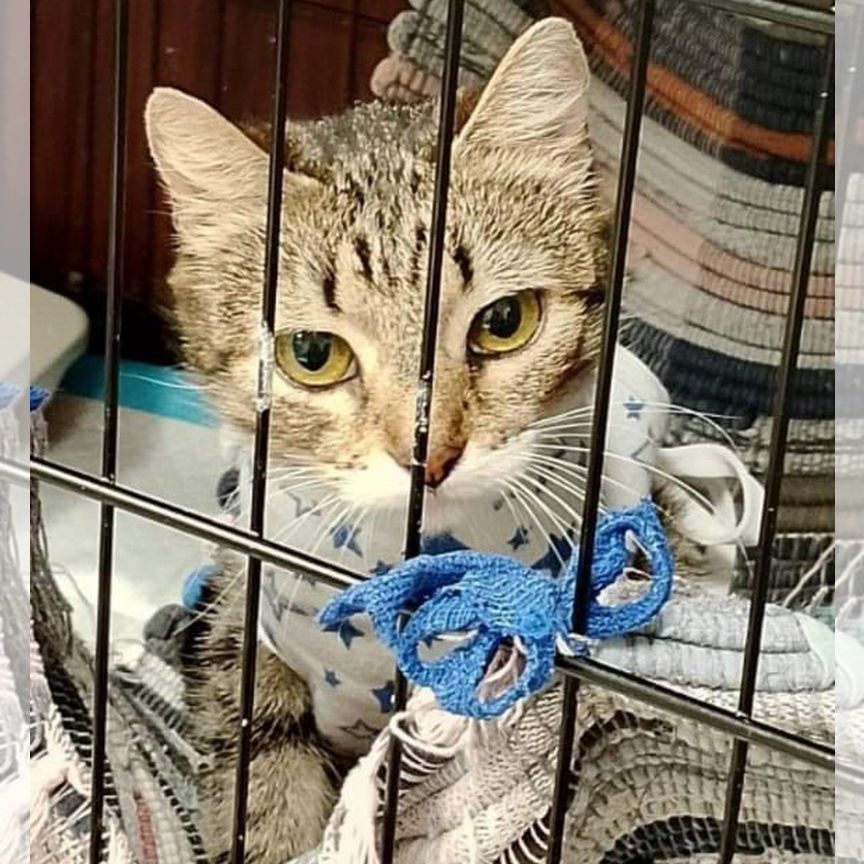 Сжальтесь над кошечкой заберите из клетки домой