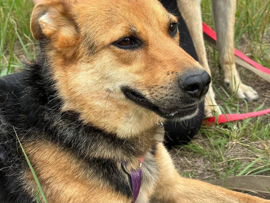 Невероятно ласковая собака Кира ищет дом