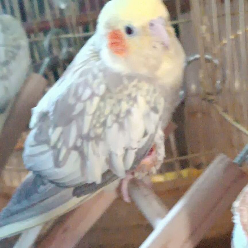 Попугай корелла с клеткой