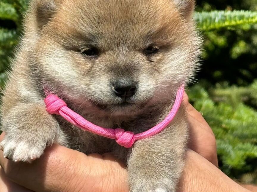 Кукольная сибочка (шиба ину)