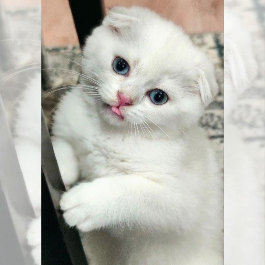 Шотландская вислоухая кошка белая
