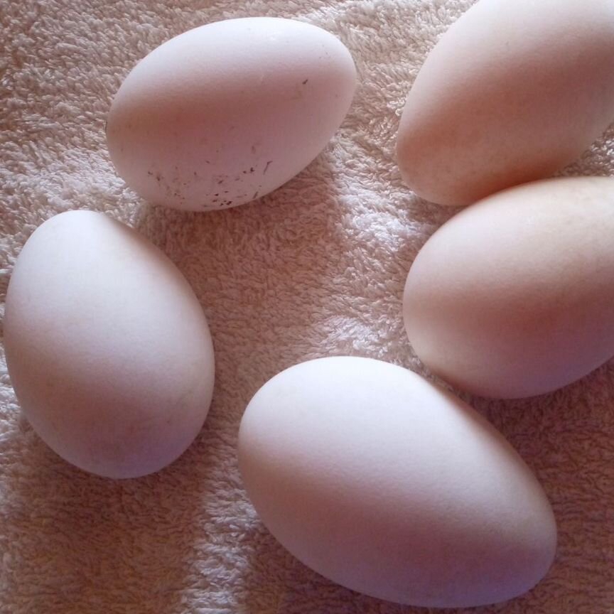 Ия гусей Линда