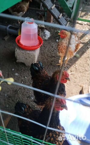 Петухи Виандот