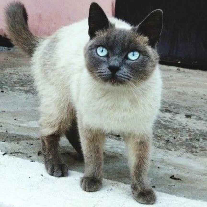 Сиамский молодой котик в дар
