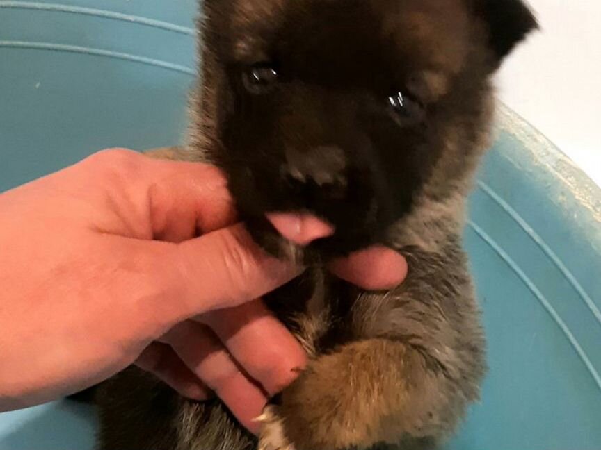 Отдам щенков лайки