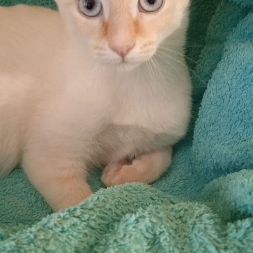 Котята разного окраса. В дар