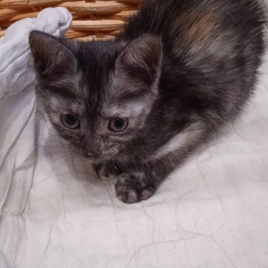 Котята лапушки малыши. В дар