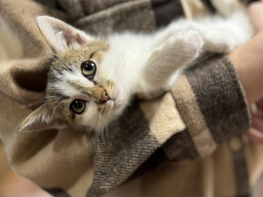 Котенок в добрые руки