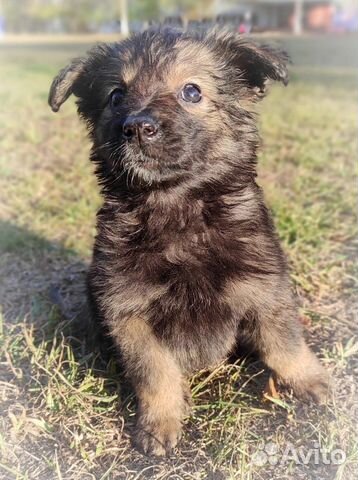 Прехорошенькие щенодетки в поисках семьи
