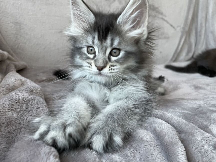 Котята мейн-кун