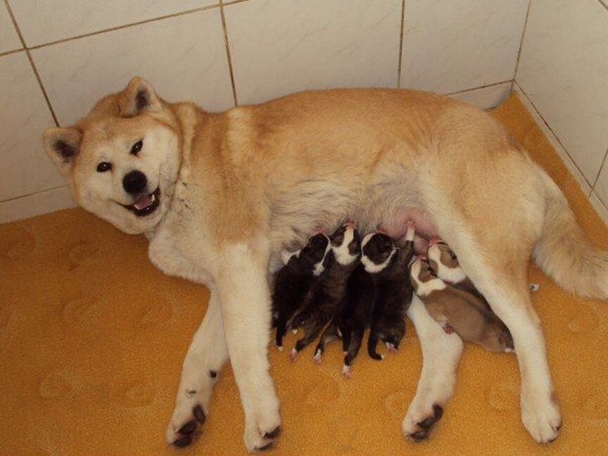 Щенки Акита ину