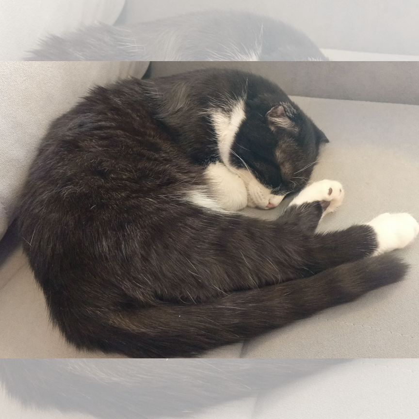 Кошка вислоухая