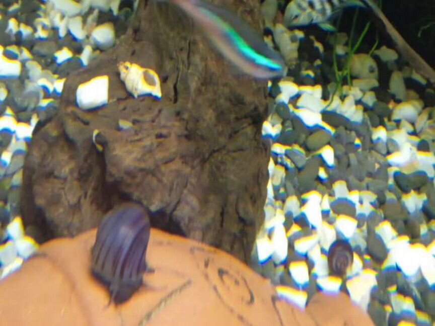 Ампулярии черничные