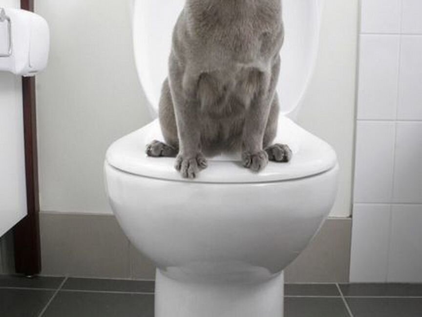 Система приучения кошек к туалету