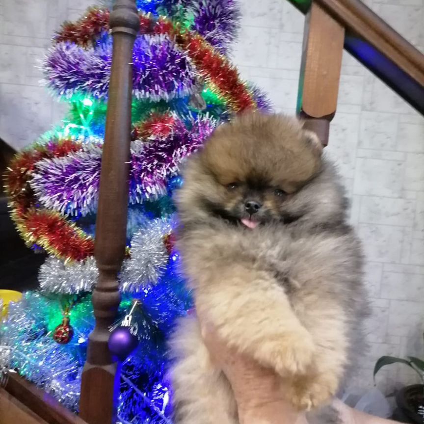 Щенки померанского шпица