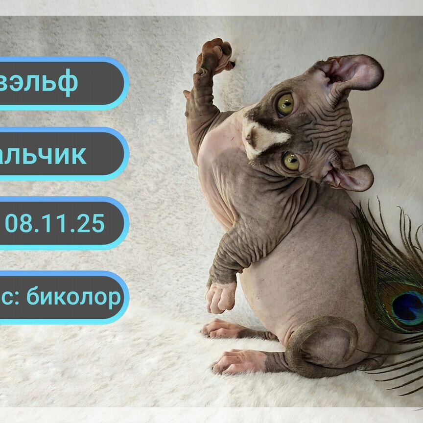 Канадский сфинкс котёнок