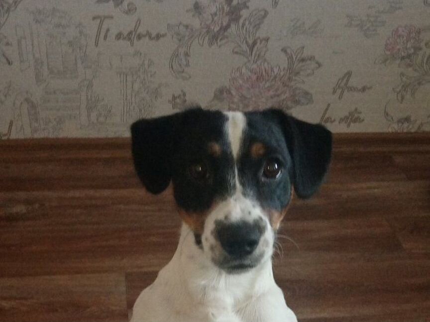 Джек рассел (вязка)