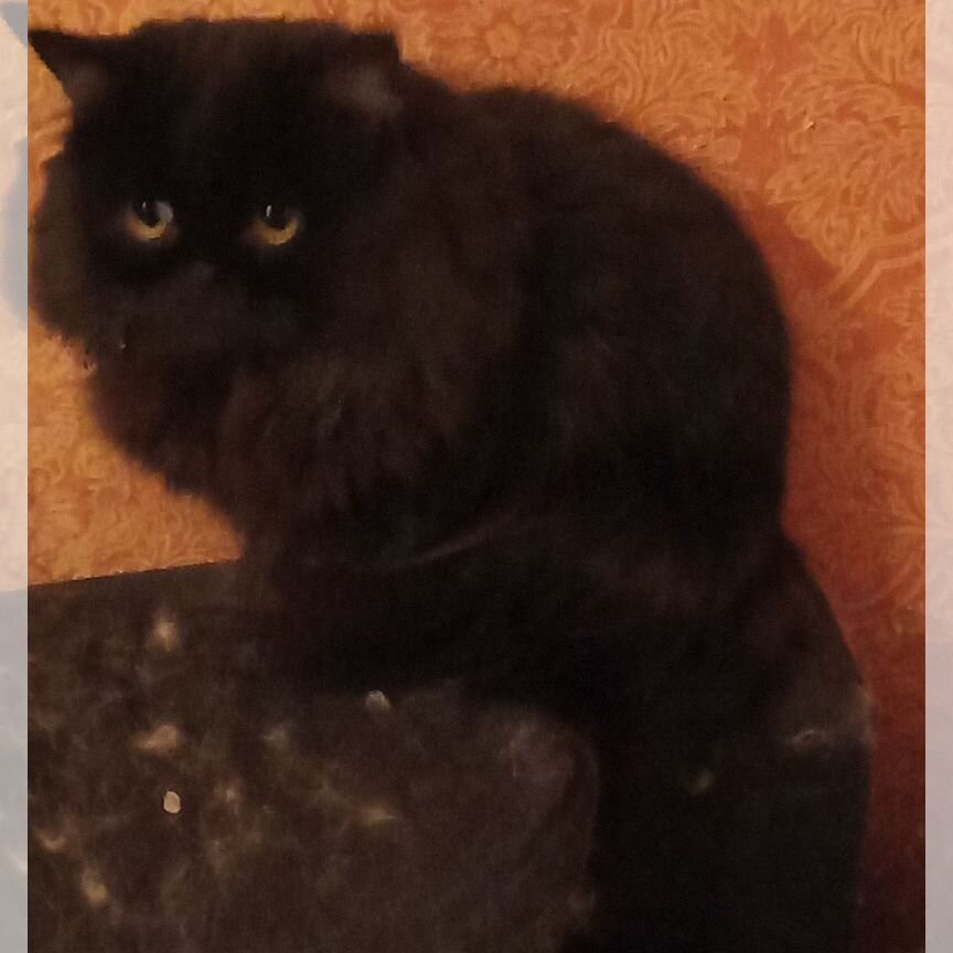 Кот кастрат