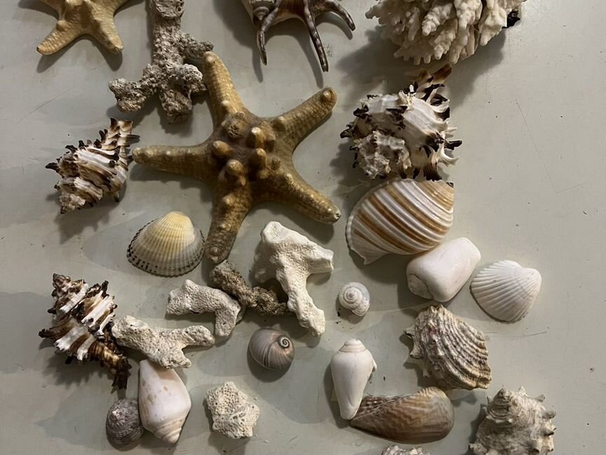 Ракушки, кораллы, "морские звезды" для аквариума