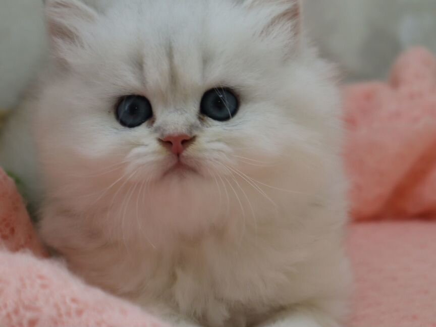 Британские котята серебристая шиншилла, мальчик, 3