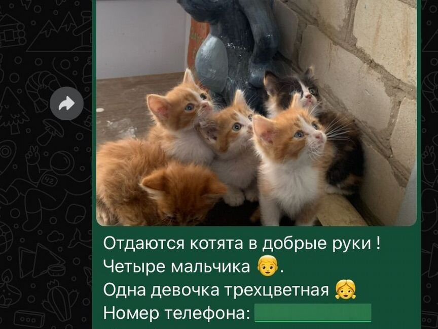 Котята
