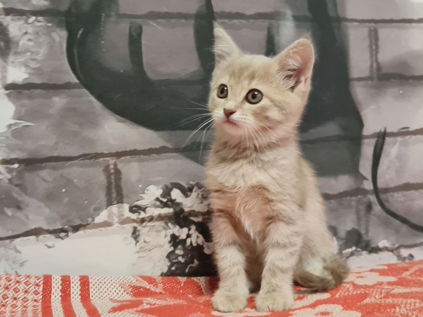 Котенок в дар бесплатно (британка, наполовиночку)