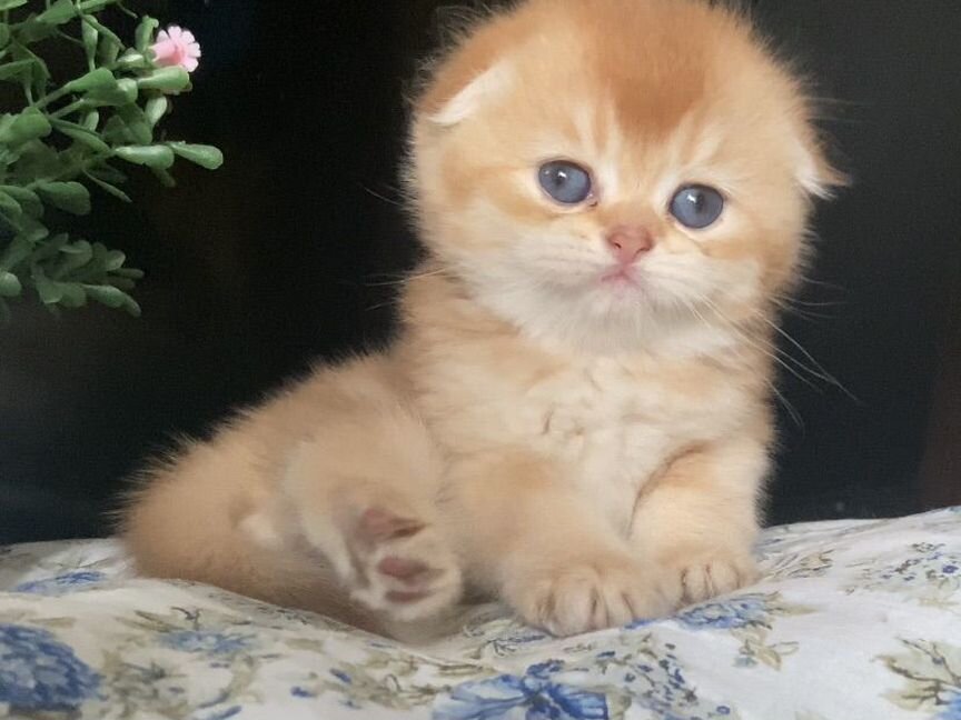 Шотландская кошечка циннамон в разведение