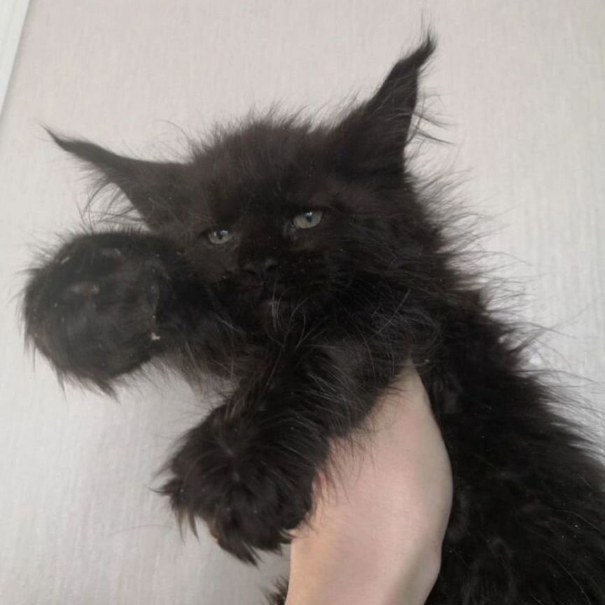 Мейн кун classic