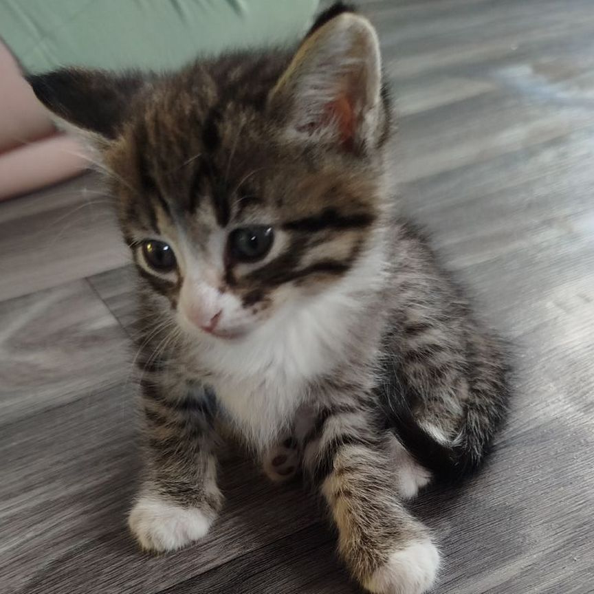 Котёнок в добрые руки