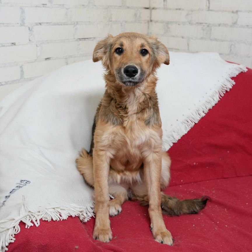 Ищем дом красавице Орлин