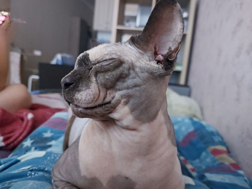 Канадский сфинкс котенок мальчик