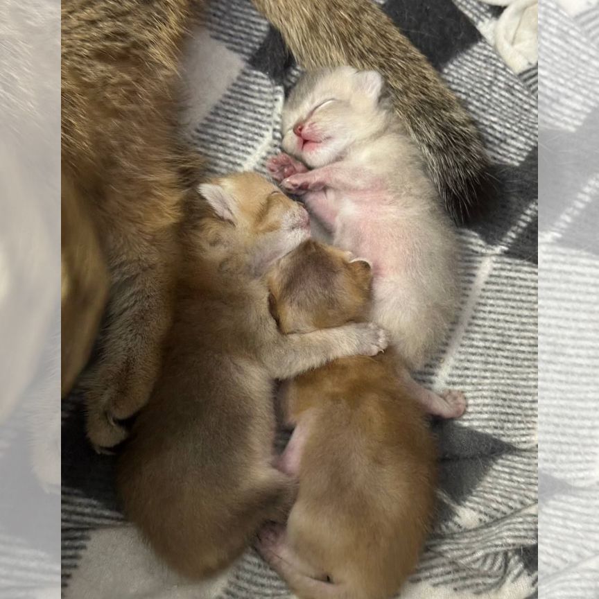 Шотландский прямоухий короткошёрстный котёнок