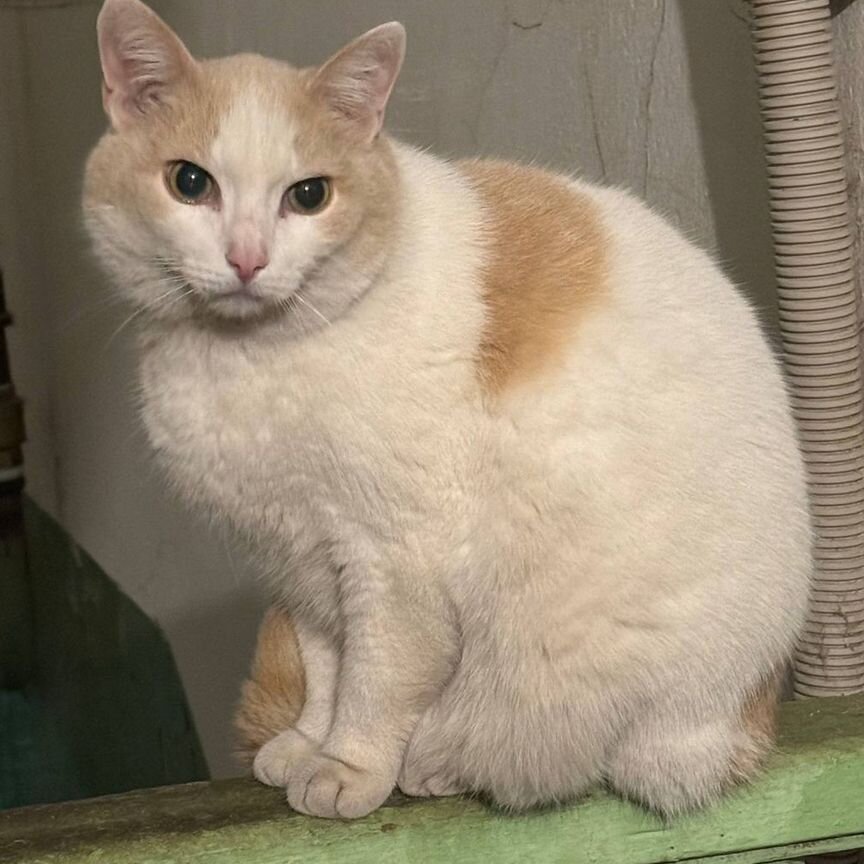 Взрослый кот в добрые руки