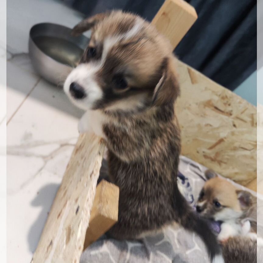 Вельш Корги Пемброк, щенок